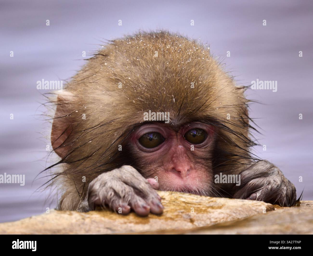 Japanese Snow Monkeys Stock Photo - Alamy