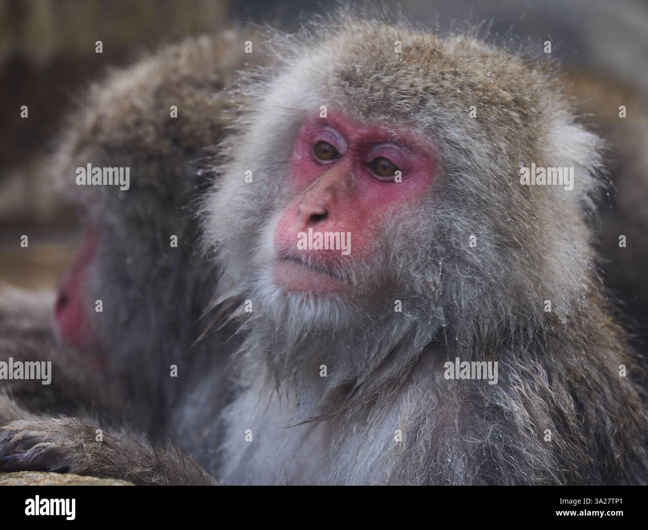 Japanese Snow Monkeys Stock Photo - Alamy