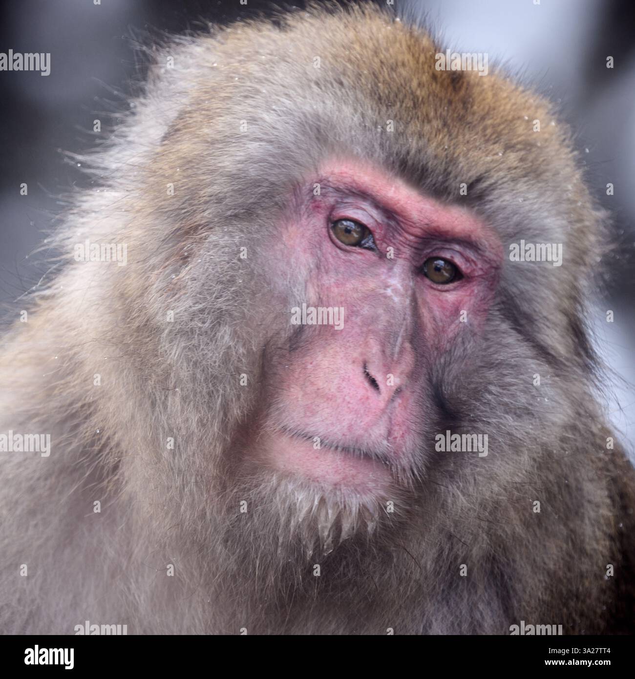 Japanese Snow Monkeys Stock Photo - Alamy