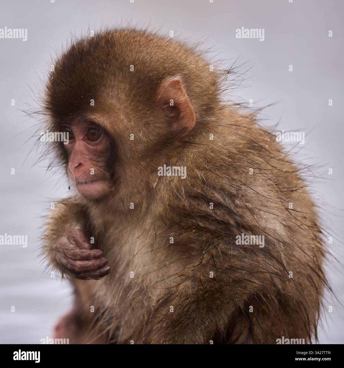 Japanese Snow Monkeys Stock Photo - Alamy