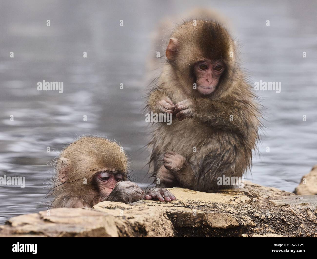 Japanese macaques in natural hi-res stock photography and images - Alamy