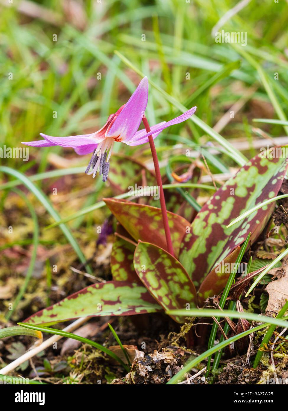 Pink early spring flower of the dog's tooth violet, Erythronium dens ...