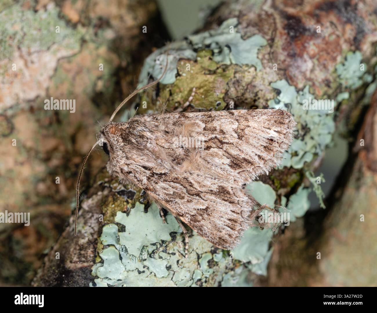 Early spring flying adult Noctuid UK moth, Xylocampa areola, Early Grey ...