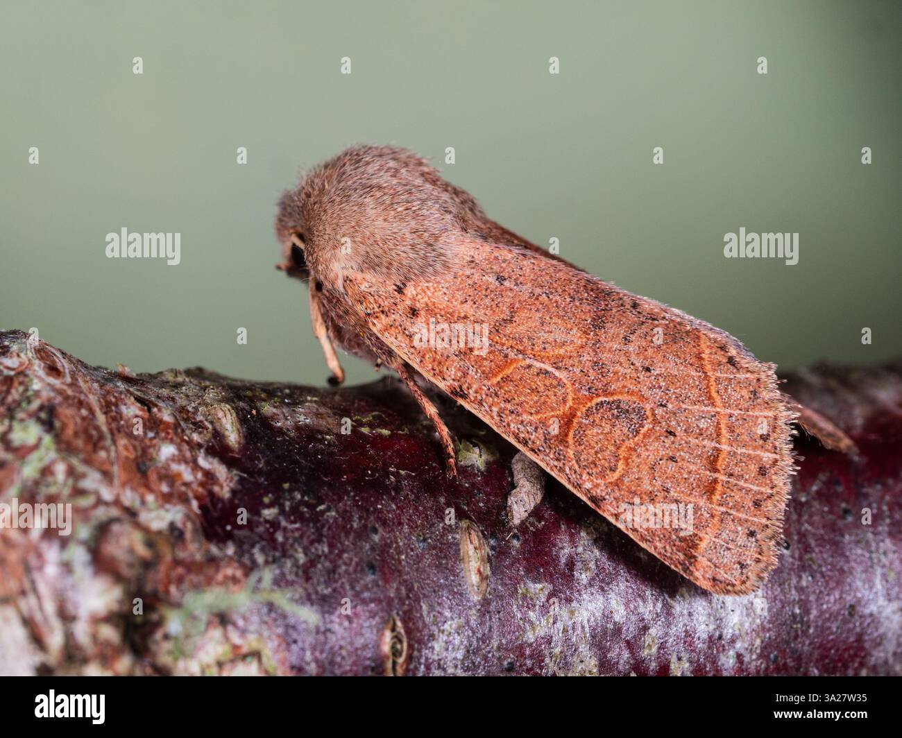 Adult, spring flying Common Quaker UK moth, Orthosia cerasi in a UK ...