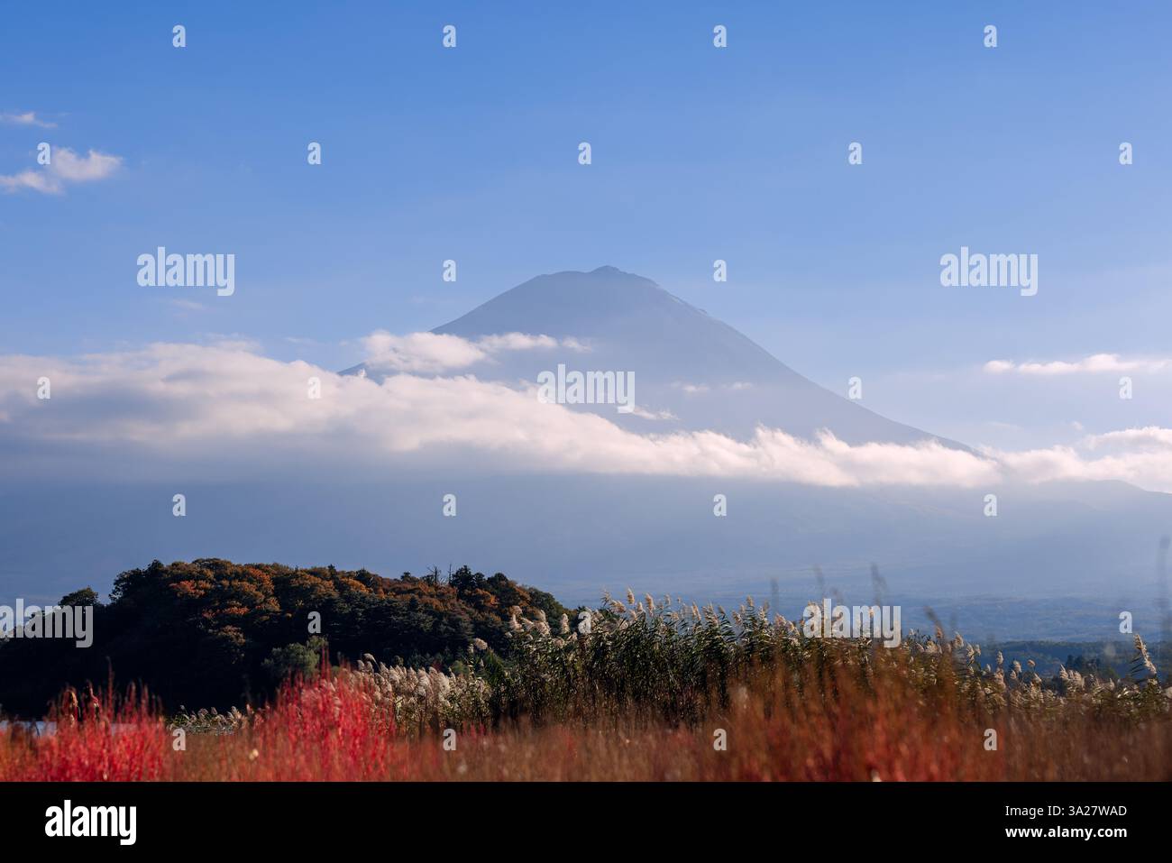 Mount Fuji rises above misty clouds with red kochia bushes golden reeds ...