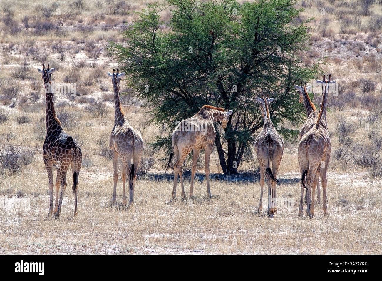 South African Giraffe in the Kalahari desert Stock Photo - Alamy