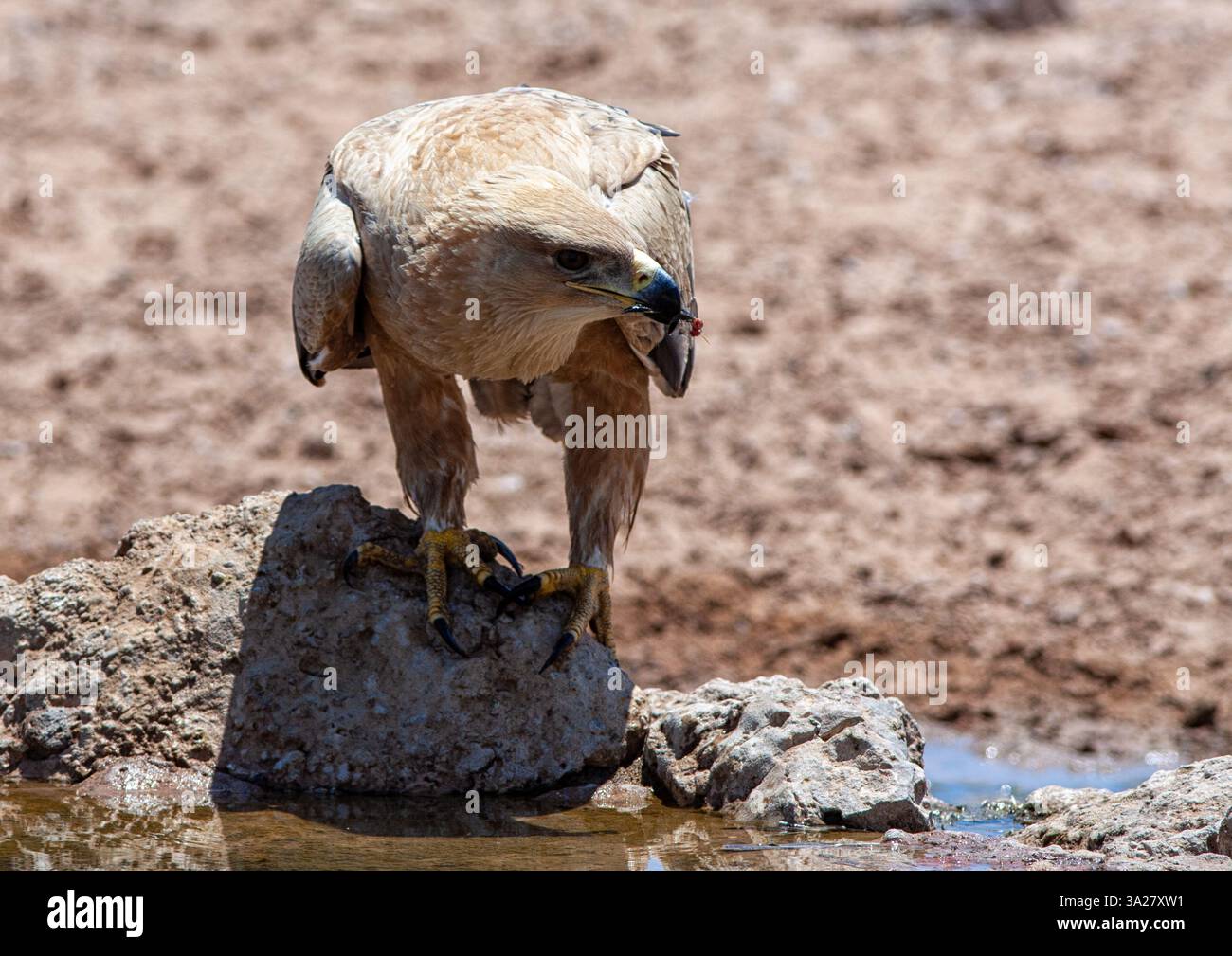 Tawny Eagle (Aquila rapax rapax) feeding at a waterhole in the Kalahari ...