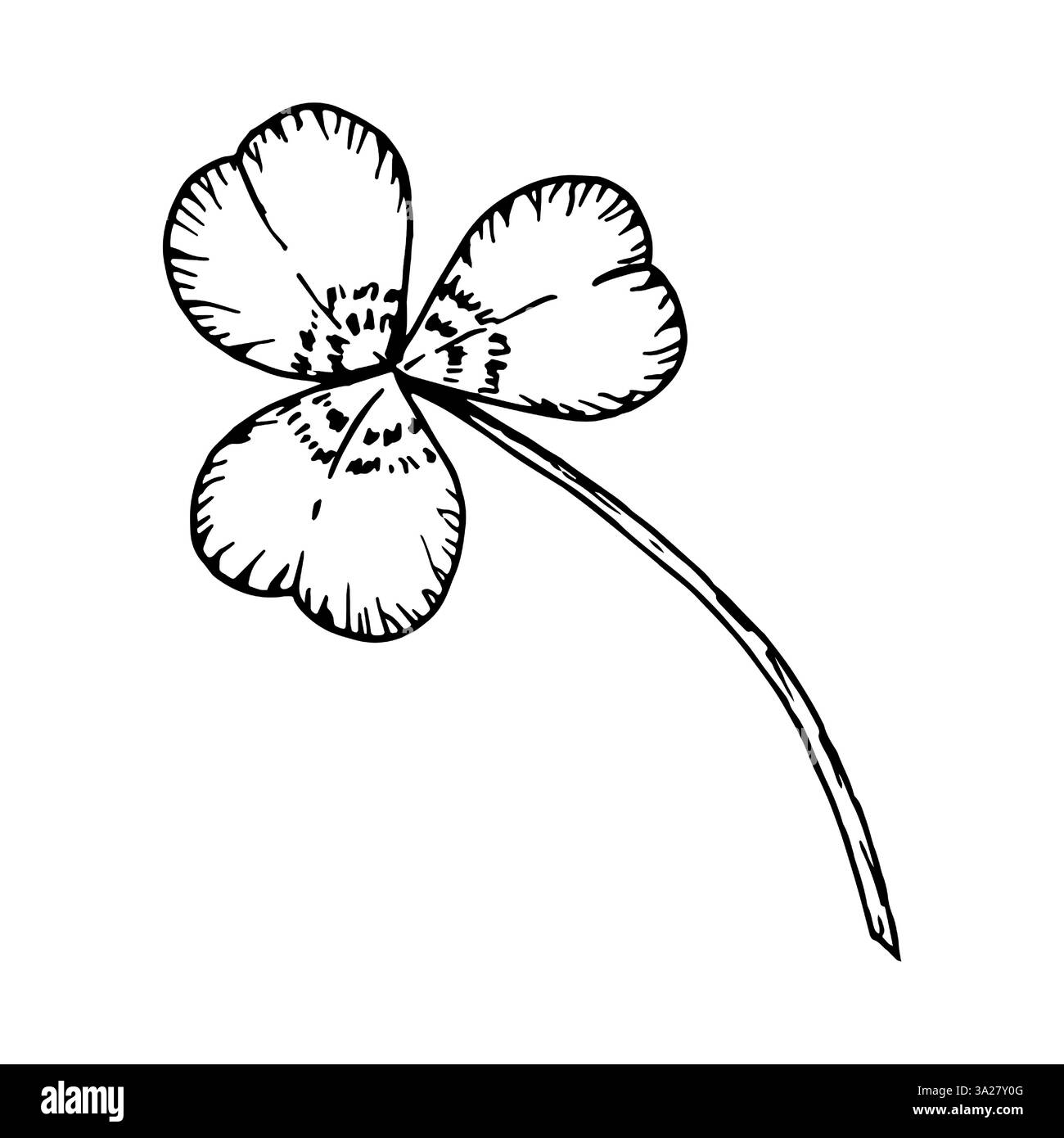 Three leaf clover. Leaves on a stem. Symbol of St. Patrick's Day. Hand ...