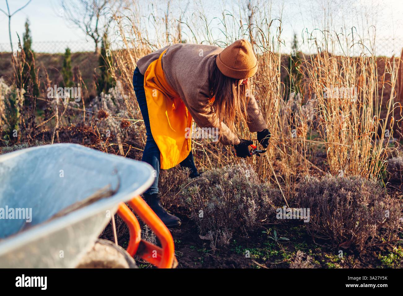 Cutting back ornamental grasses. Gardener pruning panicum using pruner ...