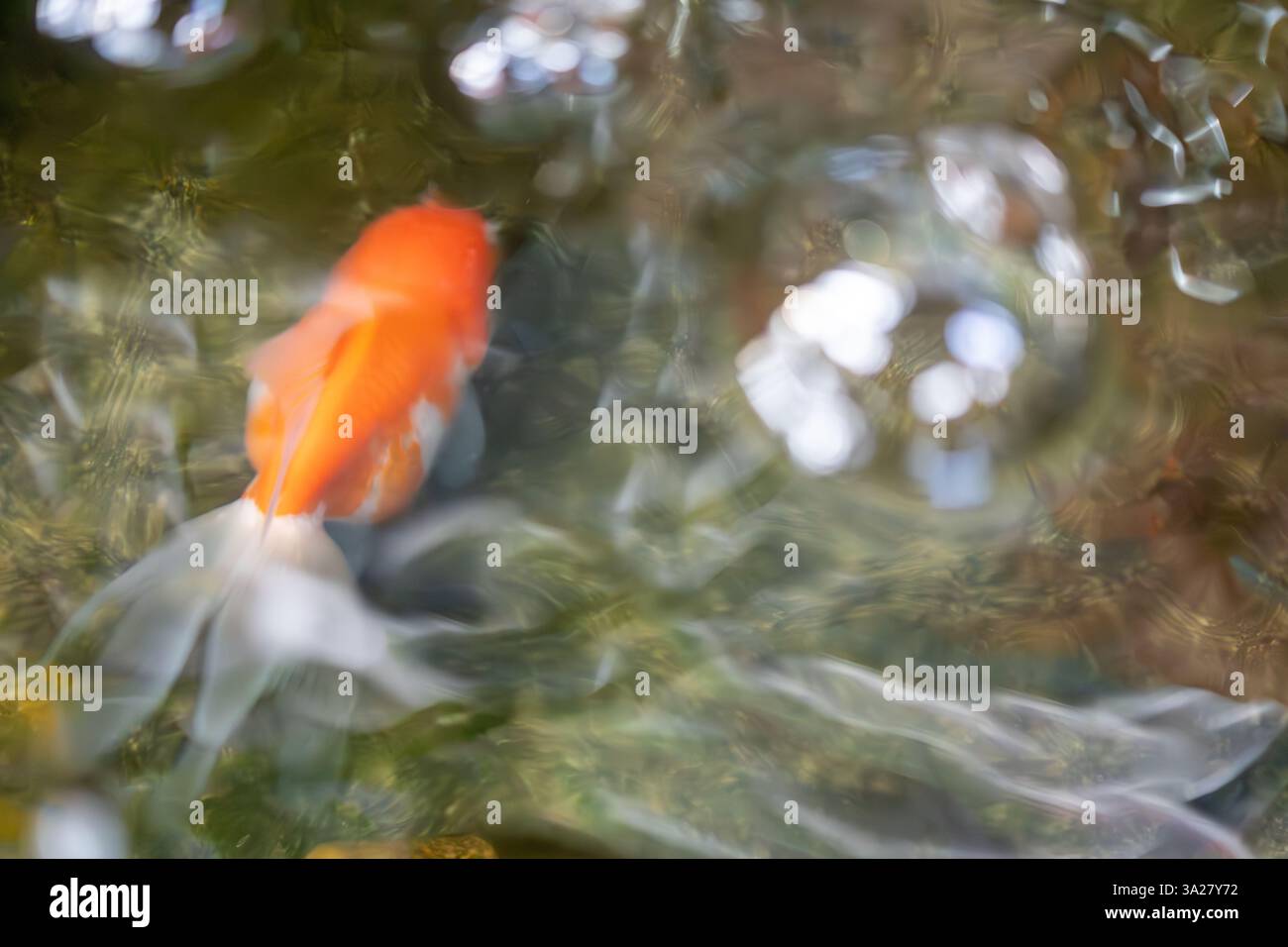 Goldfish in water, Picture is soft focus and blurred style Stock Photo ...