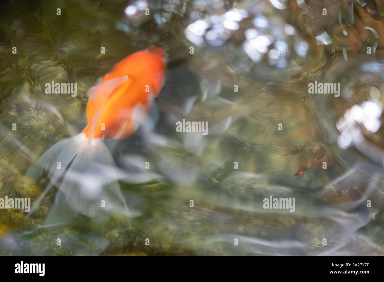Goldfish in water, Picture is soft focus and blurred style Stock Photo ...