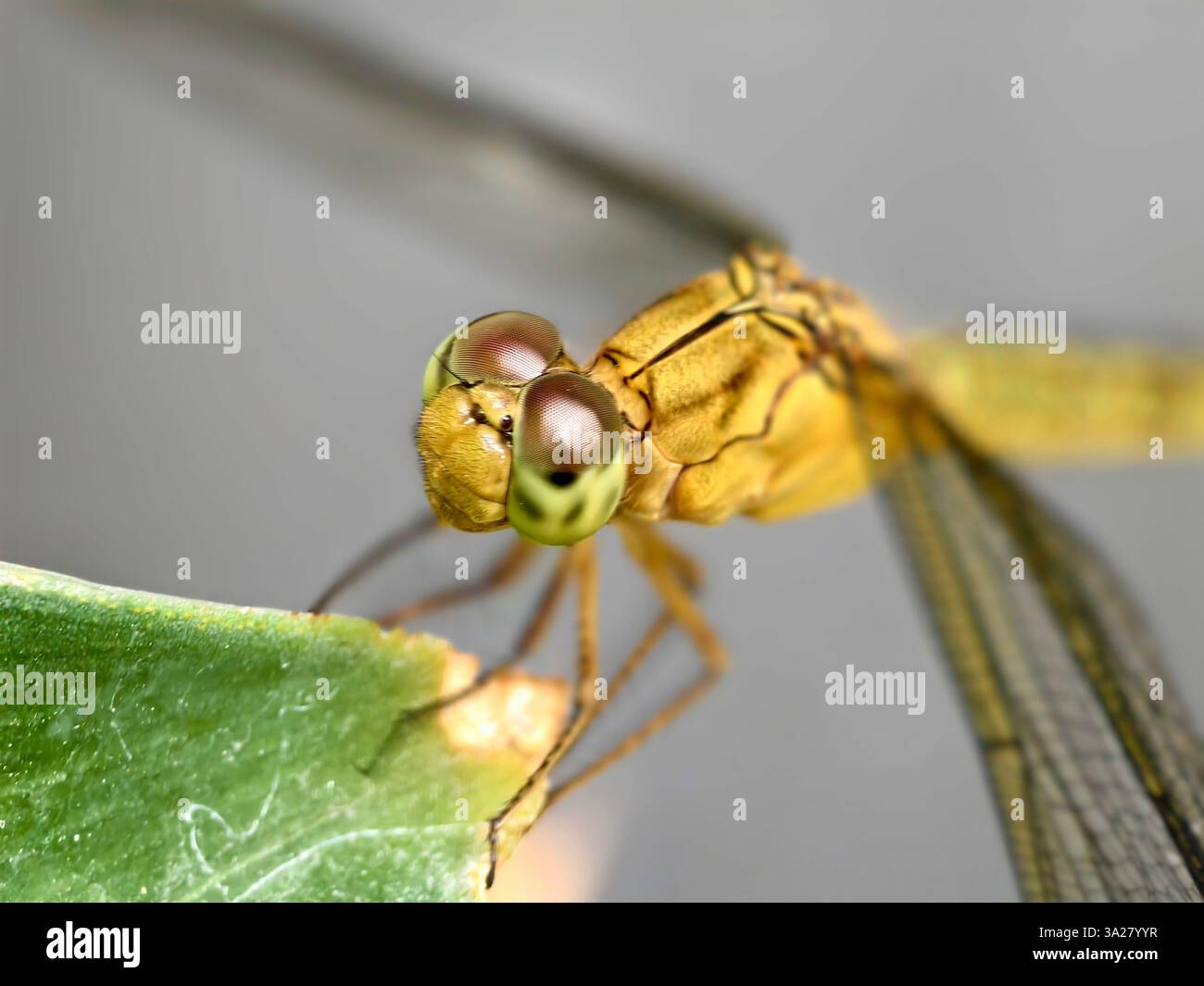 Macro photo of the eyes of a golden yellow dragonfly or Anisoptera ...