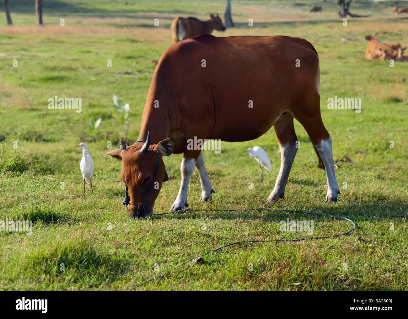 A symbiotic harmony of a cow grazing on fresh grass with white egret ...