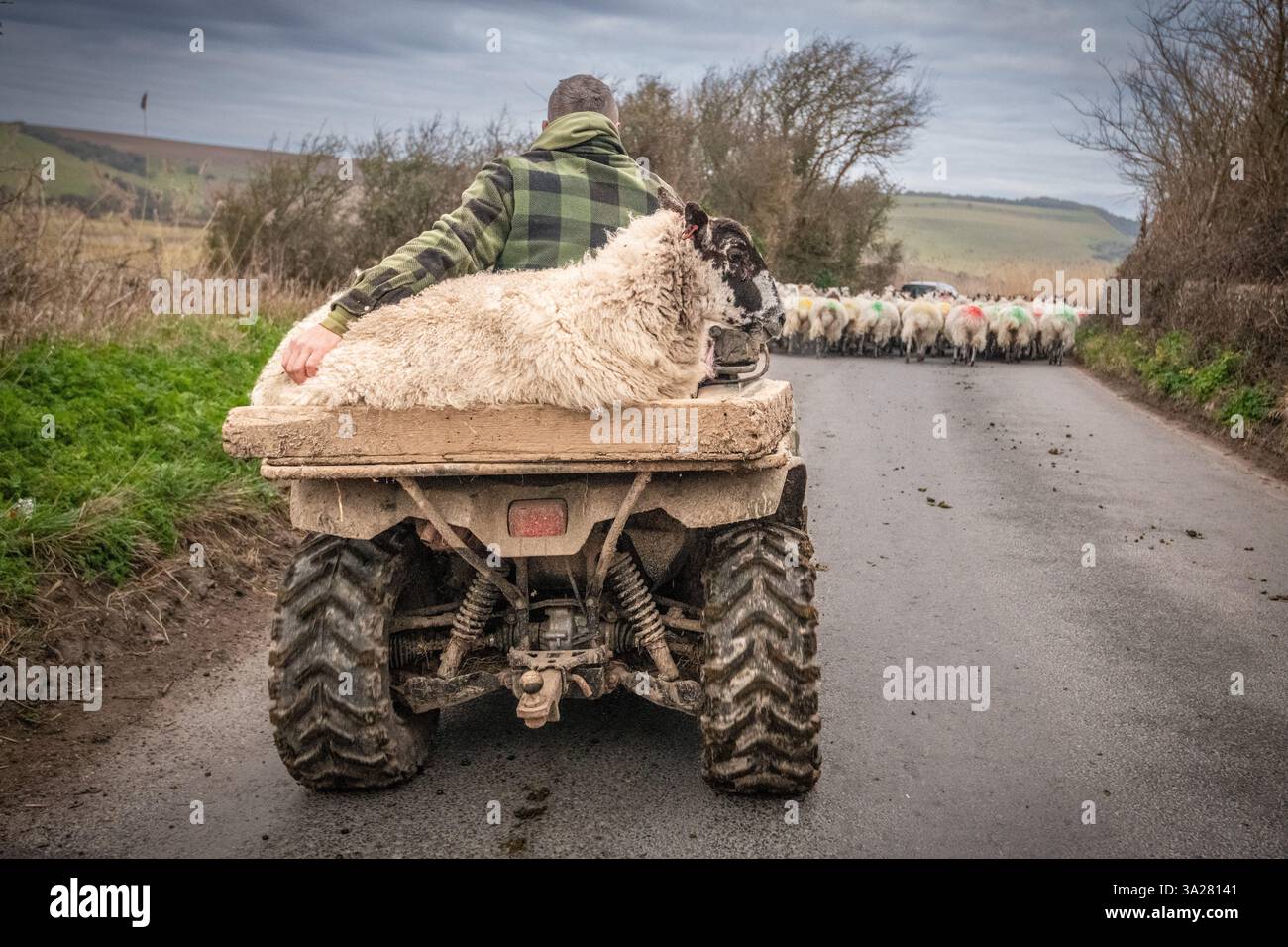 Ben herds 400 pregnant Ewes (while carrying a lame ewe on his quadbike ...
