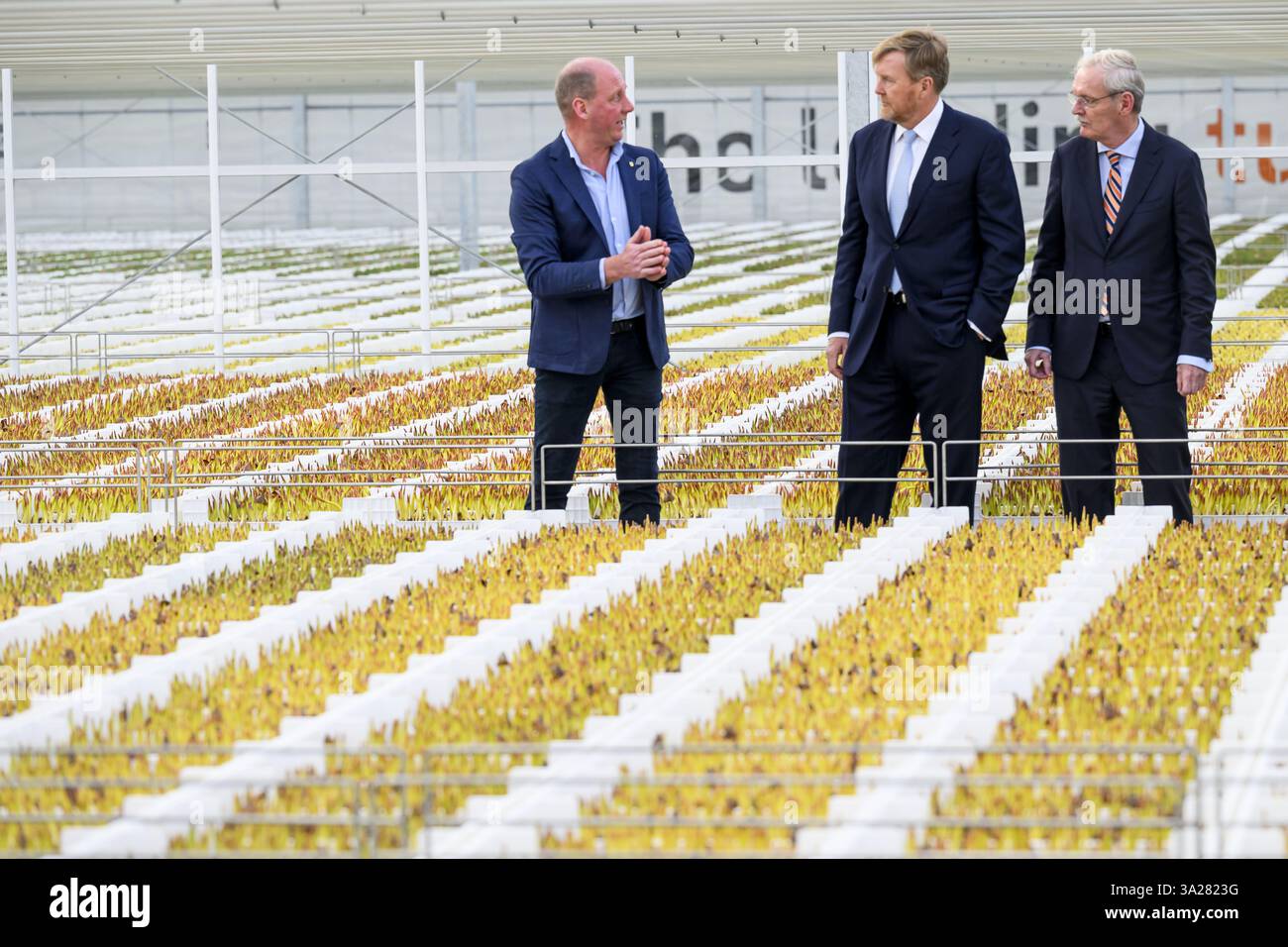 Hem, The Netherlands, 2025-03-12 15:08:43 HEM, 12-03-2025, tulip grower ...