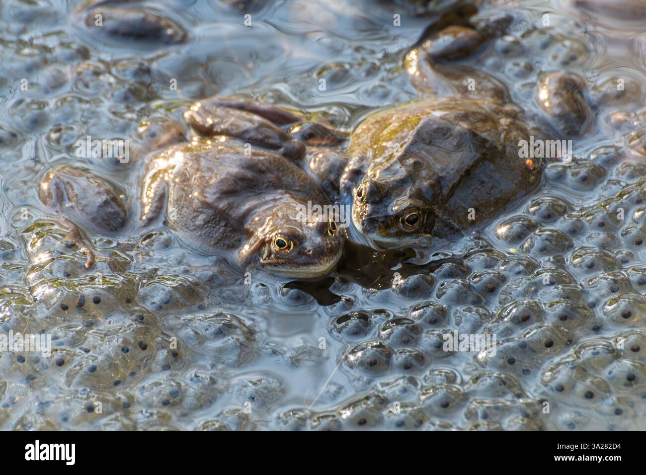 Common frog frogs (Rana temporaria) and frogspawn in a wildlife pond during the spring breeding ...
