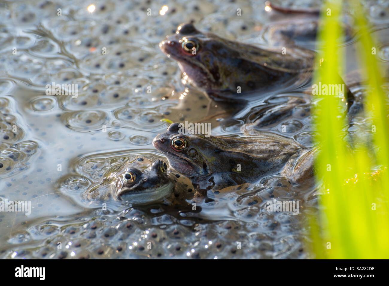 Common frog frogs (Rana temporaria) and frogspawn in a wildlife pond during the spring breeding ...