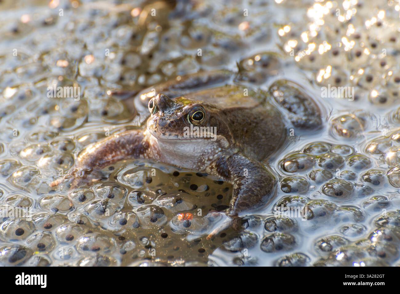 Common frog (Rana temporaria) and frogspawn in a wildlife pond during ...