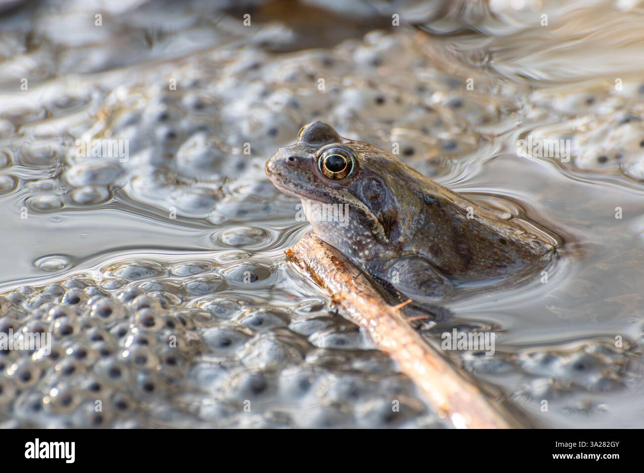 Common frog (Rana temporaria) and frogspawn in a wildlife pond during the spring breeding season ...
