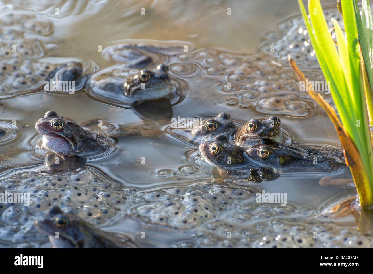 Common frog frogs (Rana temporaria) and frogspawn in a wildlife pond during the spring breeding ...