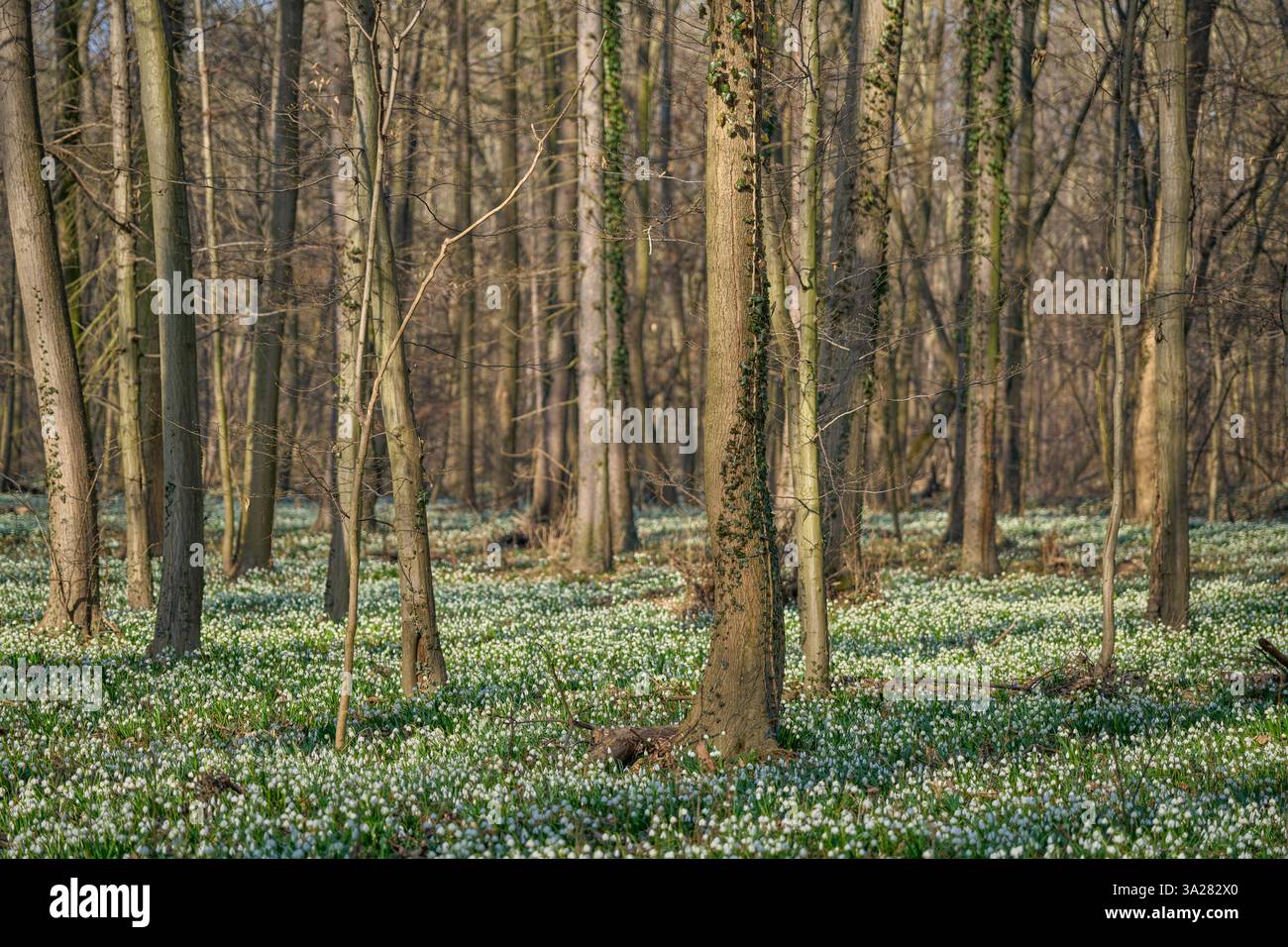 Spring decidous forest with lots of snowdrops and snowflakes in full ...
