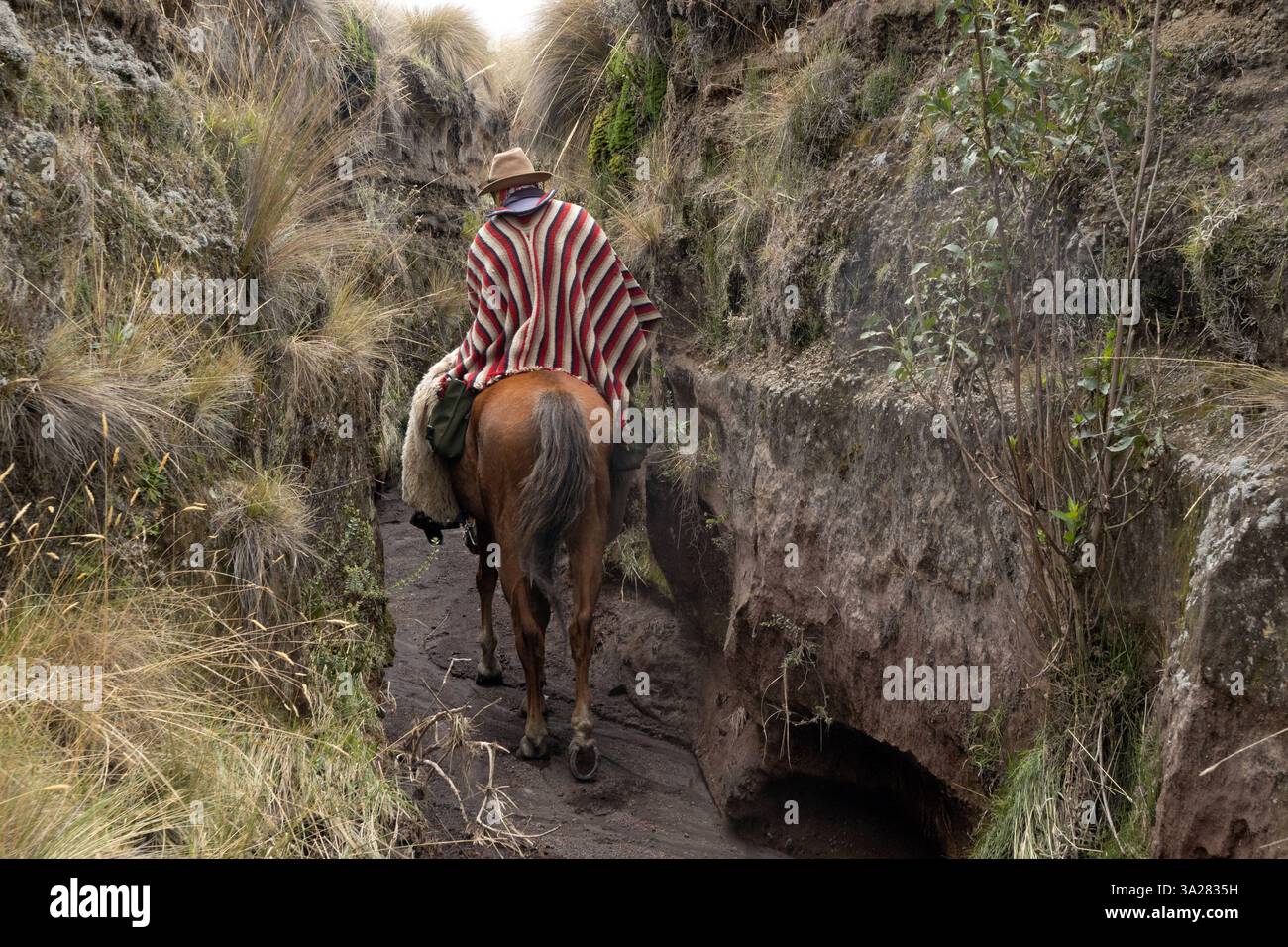 10.12.2024, Machachi, Provinz Cotopaxi, ECU - Mann im Poncho reitet auf ...