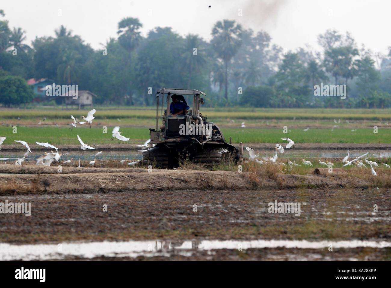 A farmer prepares his rice field for planting season using a tractor ...
