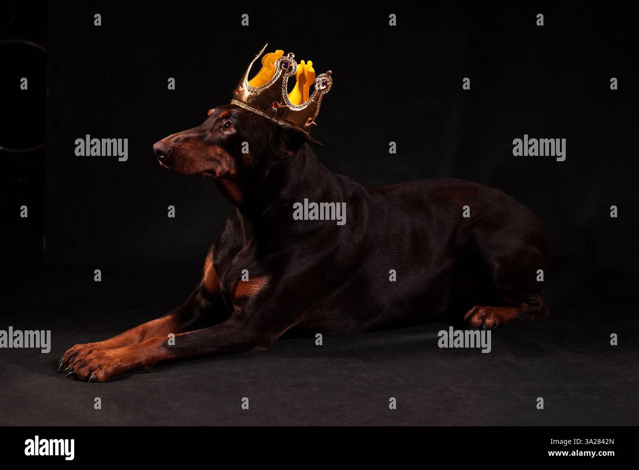 Doberman dog with a royal crown on his head on a white background Stock ...