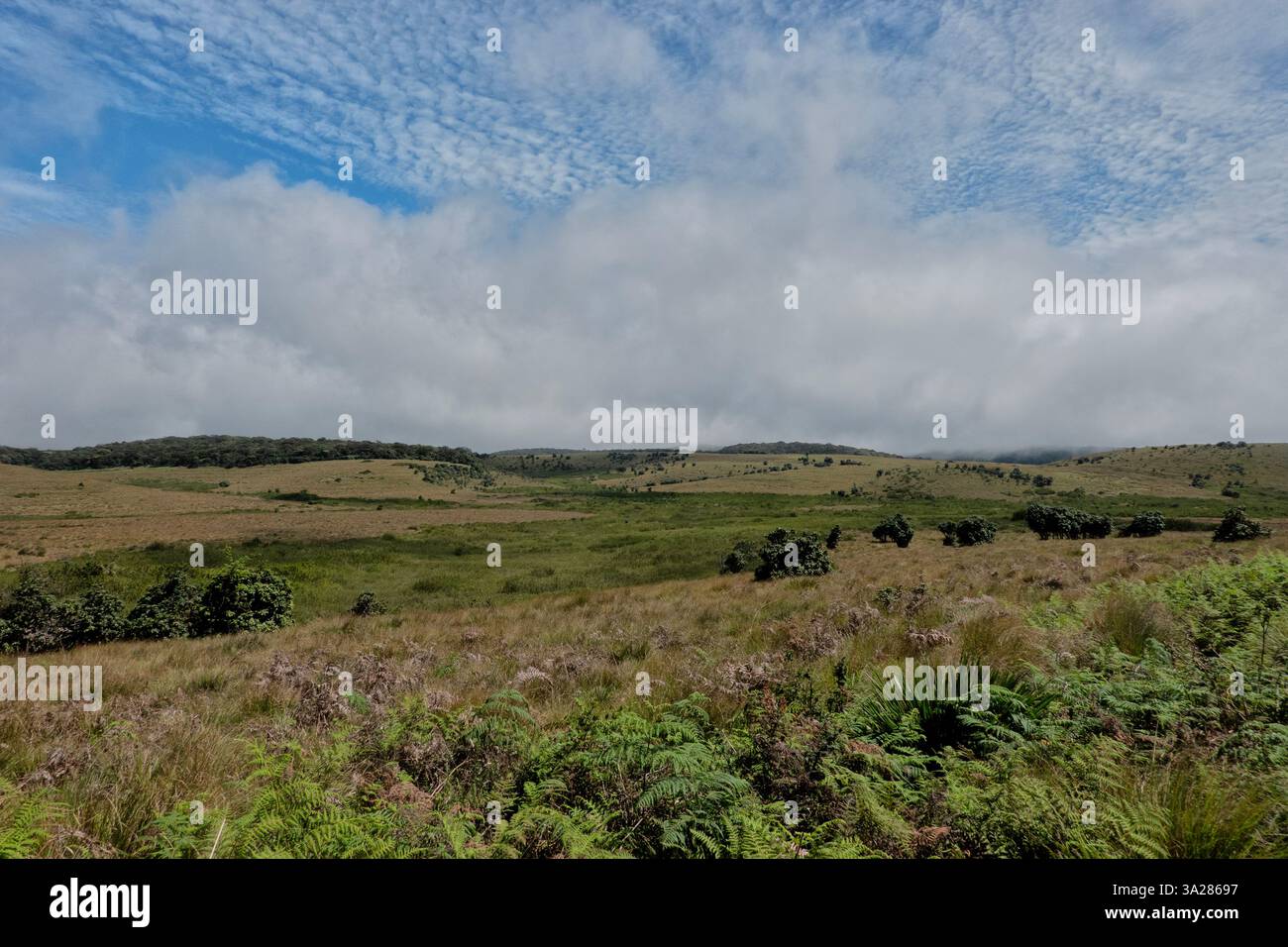 View of Horton Plains National Park, Ohiya, Sri Lanka Stock Photo - Alamy
