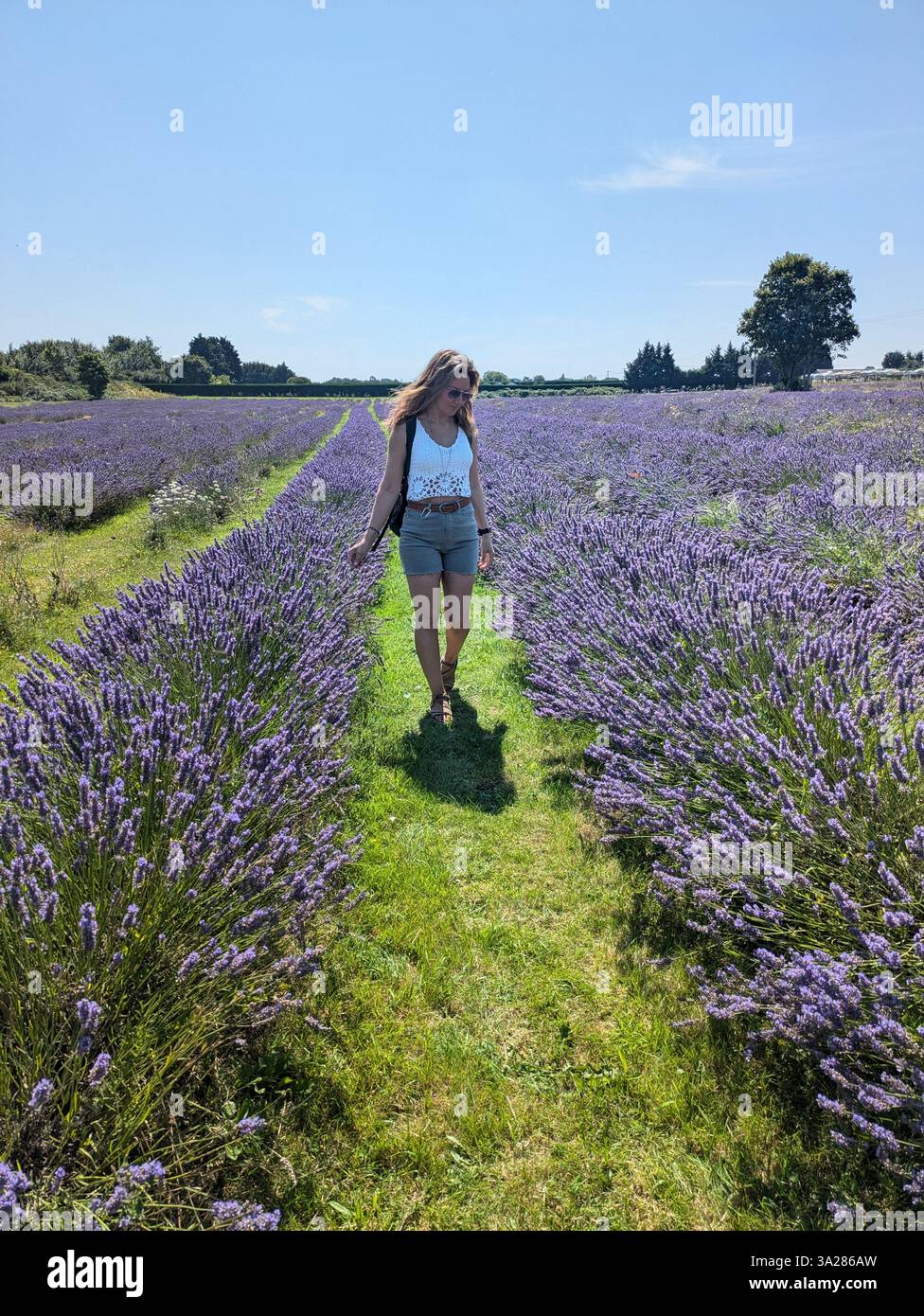 Woman walking through lavender field hi-res stock photography and images - Alamy