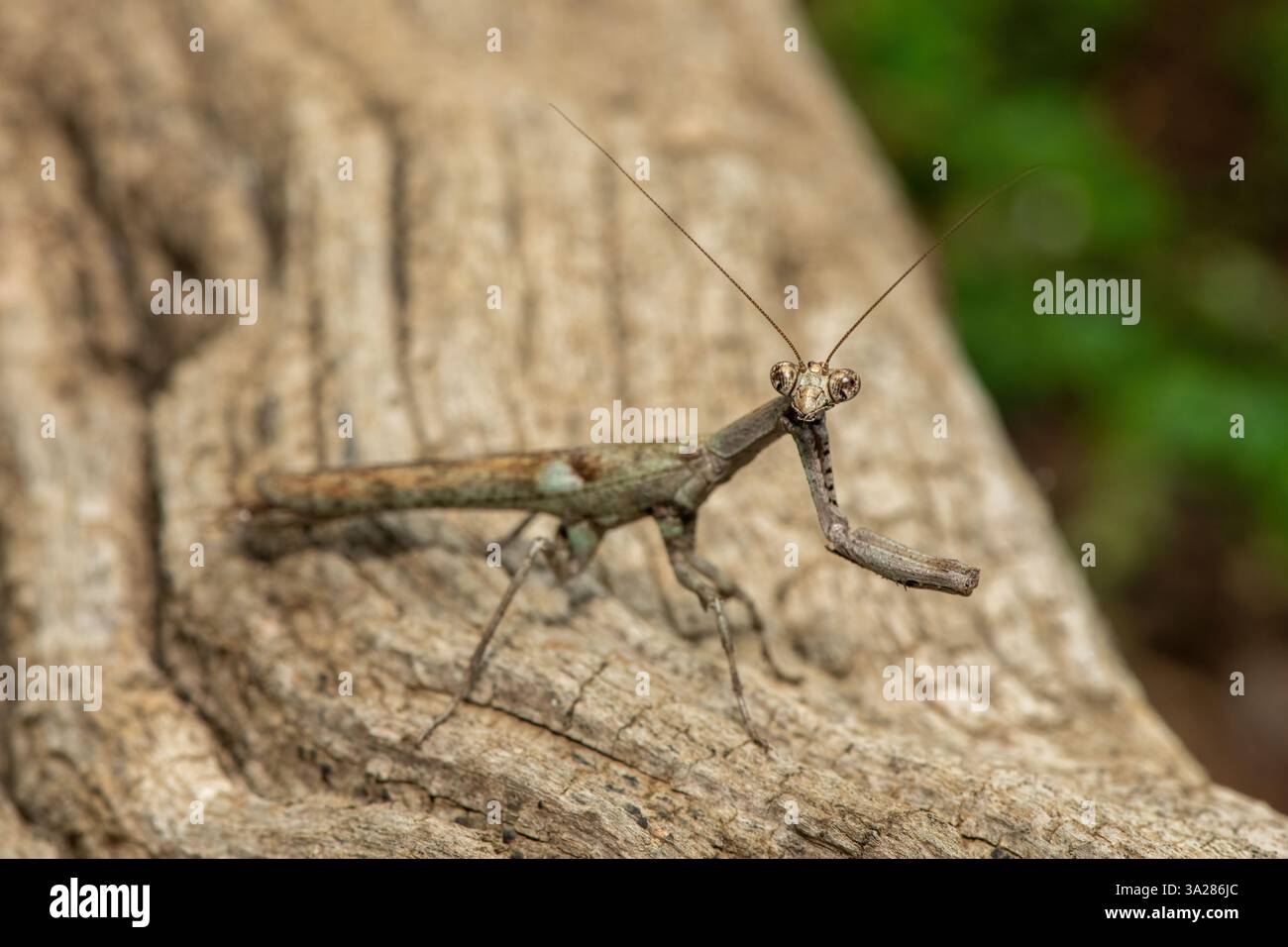 An African stick mantis (Popa spurca), also known as an African twig ...
