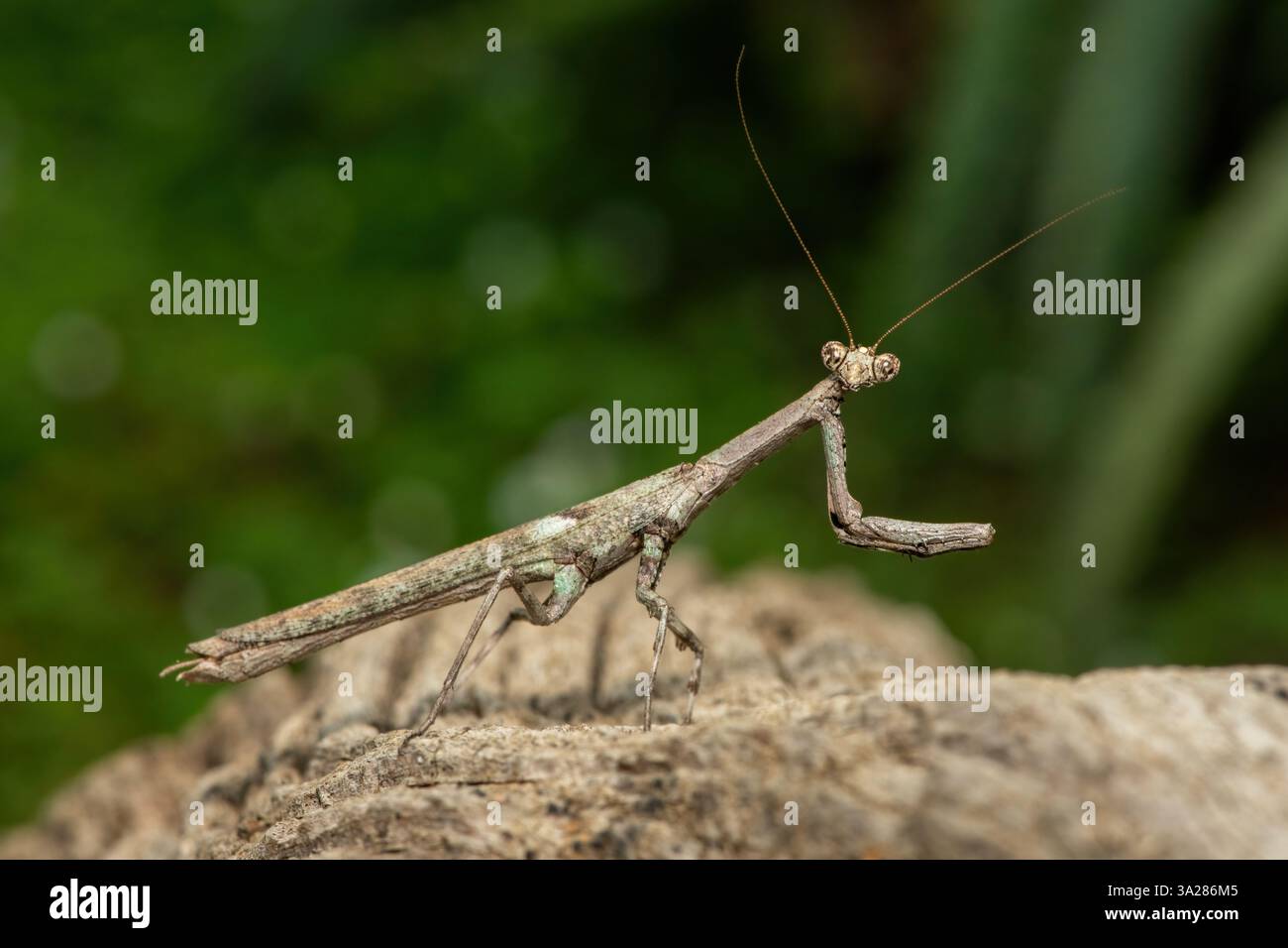 An African stick mantis (Popa spurca), also known as an African twig ...
