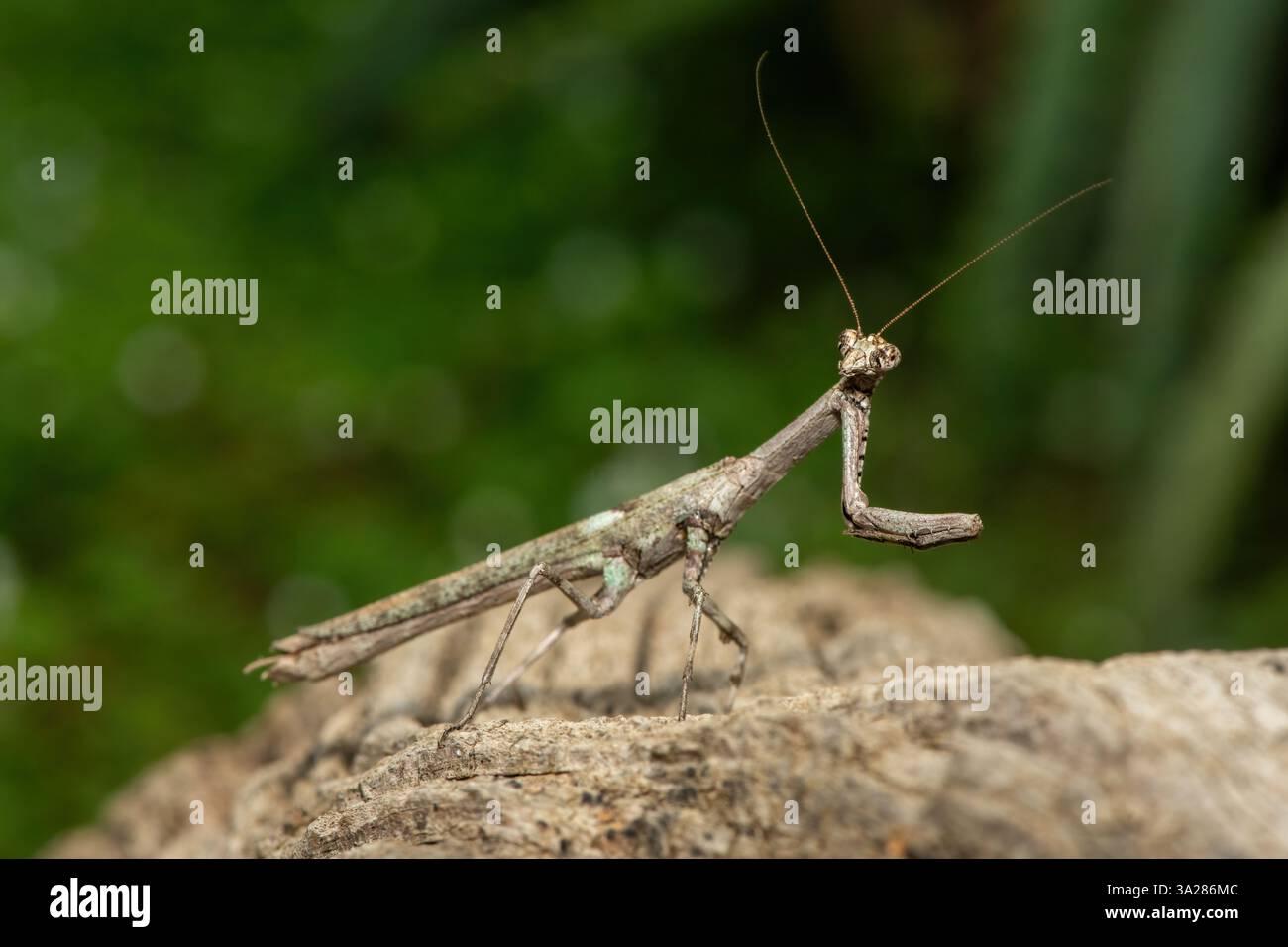An African stick mantis (Popa spurca), also known as an African twig ...