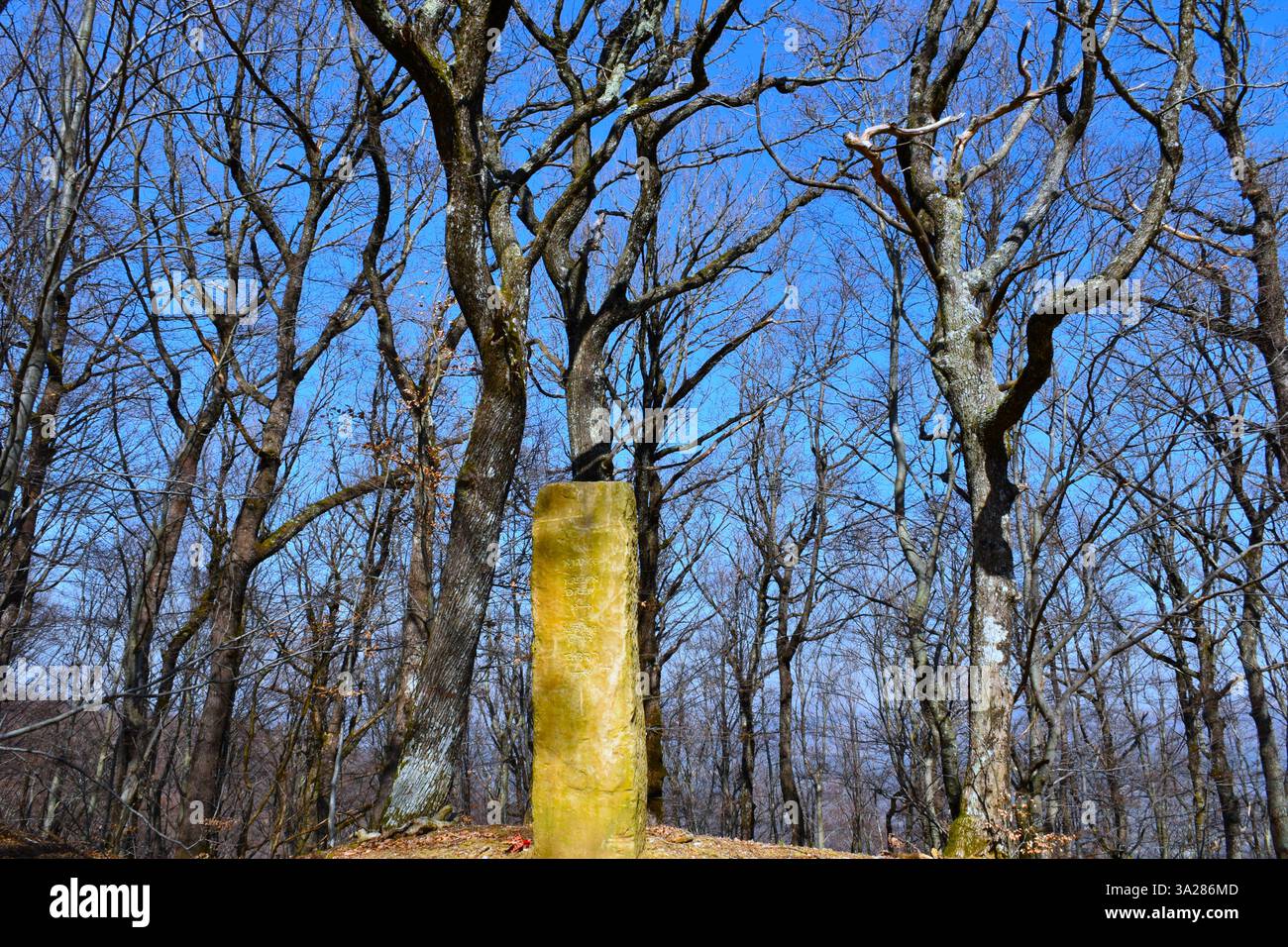 Standing stone at Rodik mythical park in Slovenia with oak trees behind ...