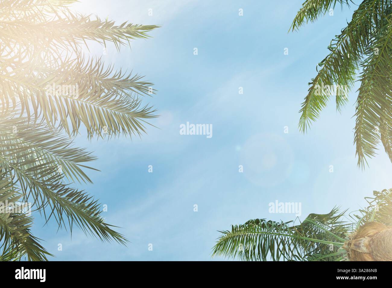 Palm tree. Abstract view of row of tall palm trees are lined up on ...
