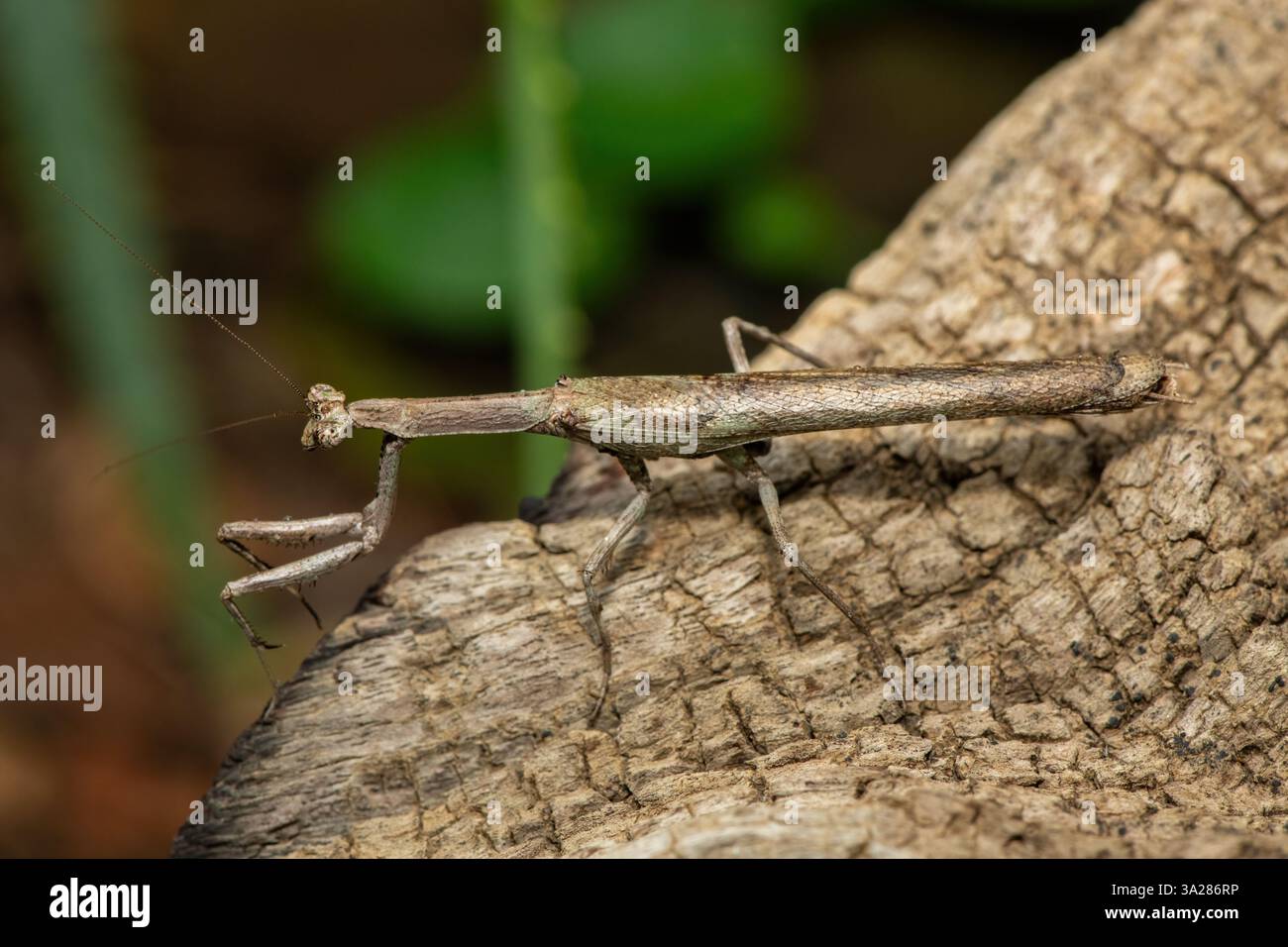 An African stick mantis (Popa spurca), also known as an African twig ...