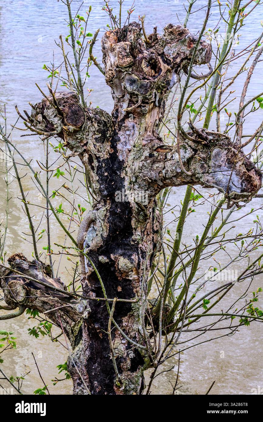 Old, gnarled, pollarded Lime / Tilleul / Linden tree trunk showing new ...