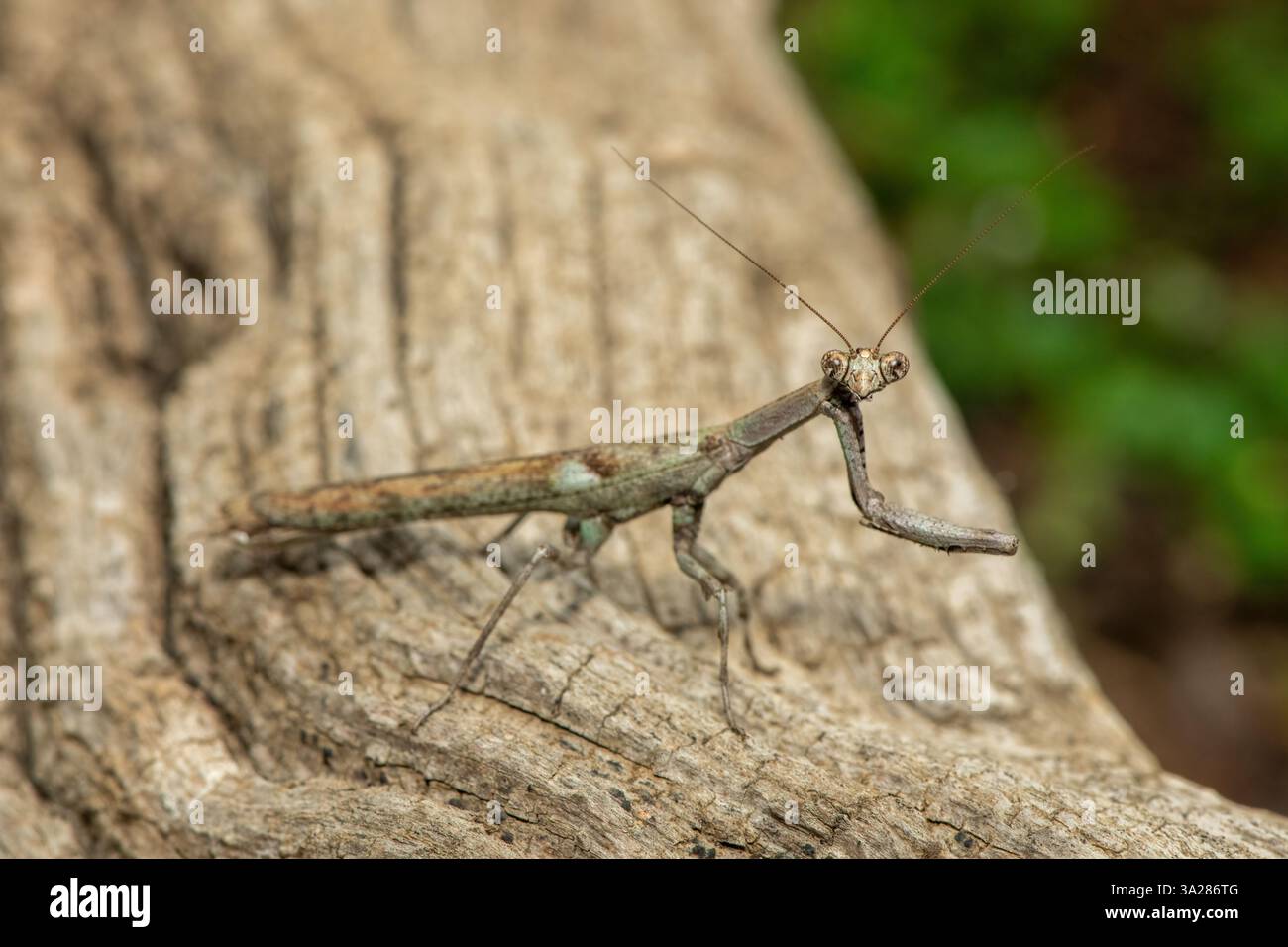 An African stick mantis (Popa spurca), also known as an African twig ...