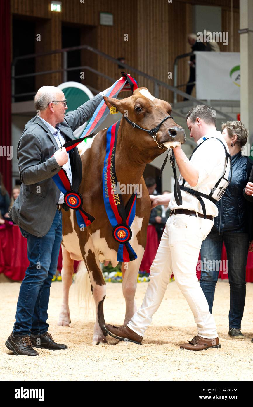 Leer, Germany. 12th Mar, 2025. The winning cow "Helene" receives the ...