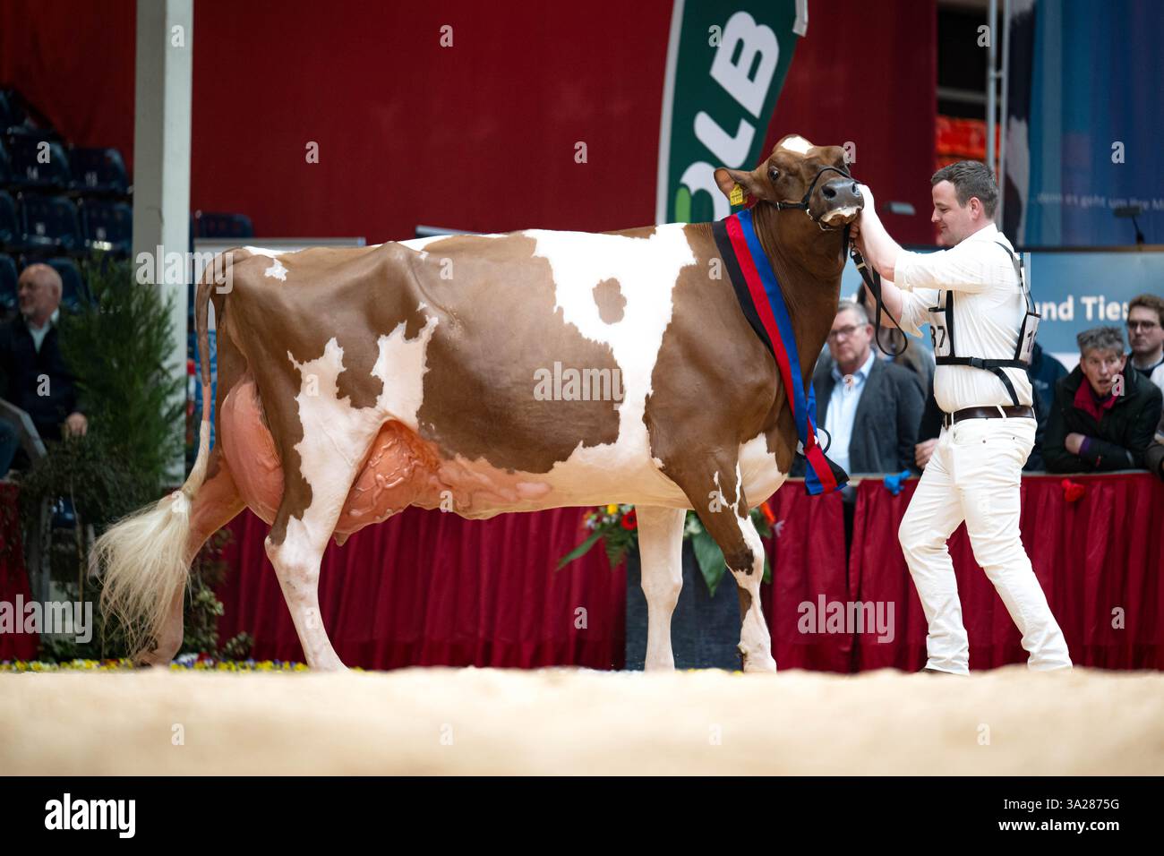 Leer, Germany. 12th Mar, 2025. Cow "Helene" wins the title of "Miss ...