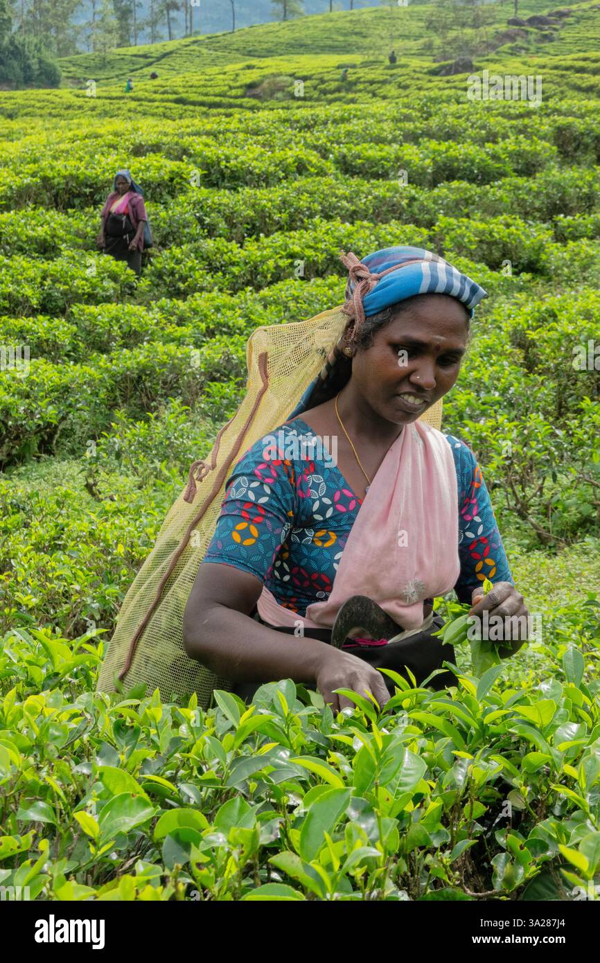 Tamil tea picker in the Norwood Tea Estate, Pekoe Trail, Norwood, Sri ...