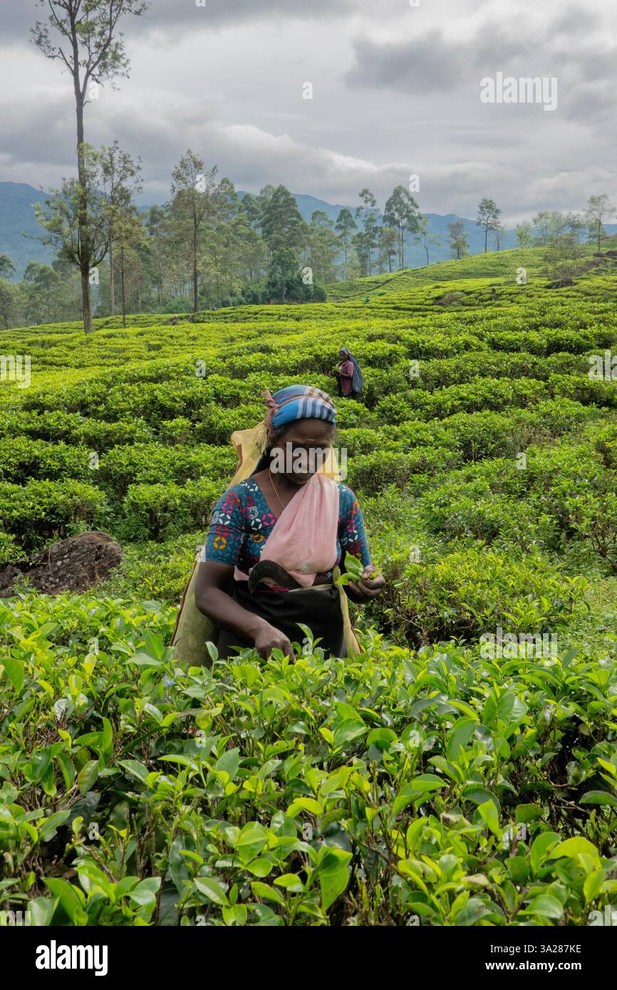Tamil tea picker in the Norwood Tea Estate, Pekoe Trail, Norwood, Sri ...