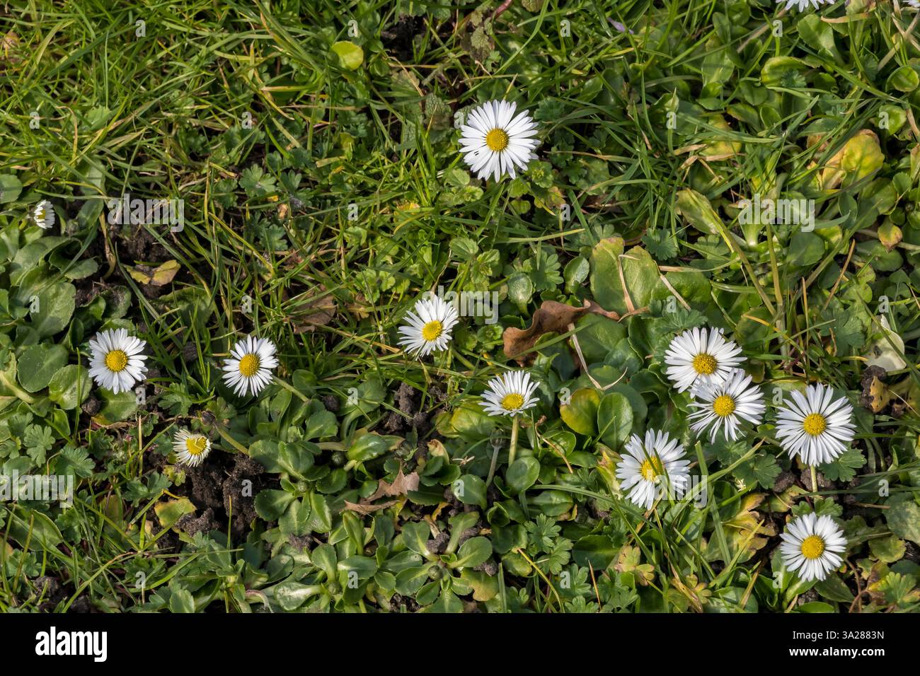 Common Daisies growing wild in spring Stock Photo - Alamy