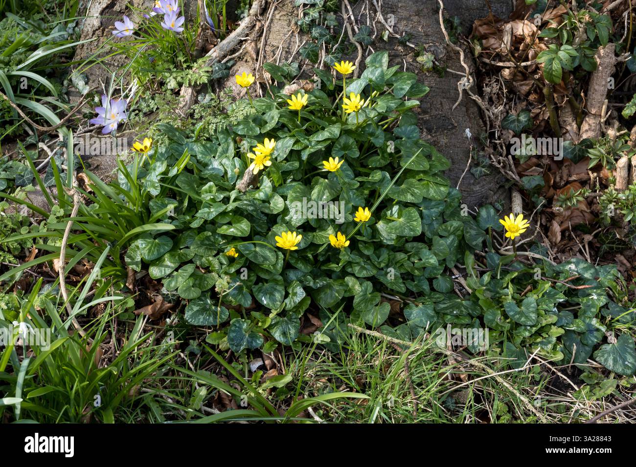 Ficaria verna growing wild at base of tree hi-res stock photography and ...