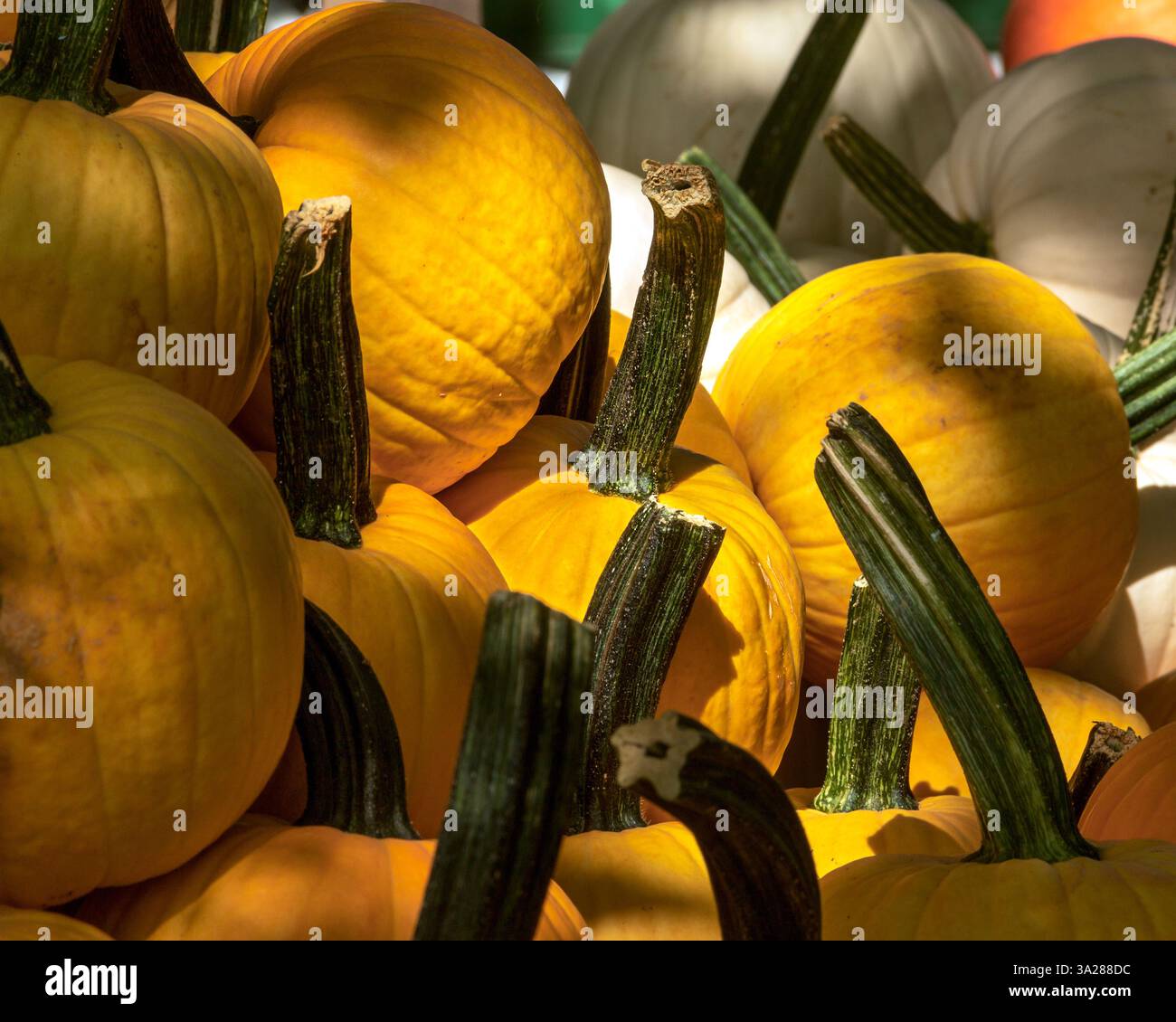 Vivid orange and yellow pumpkins beautifully arranged and illuminated ...