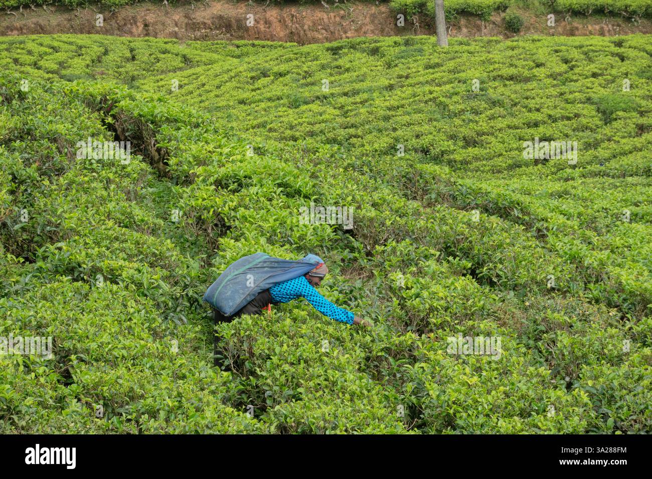 Tamil tea picker in the Norwood Tea Estate, Pekoe Trail, Norwood, Sri ...