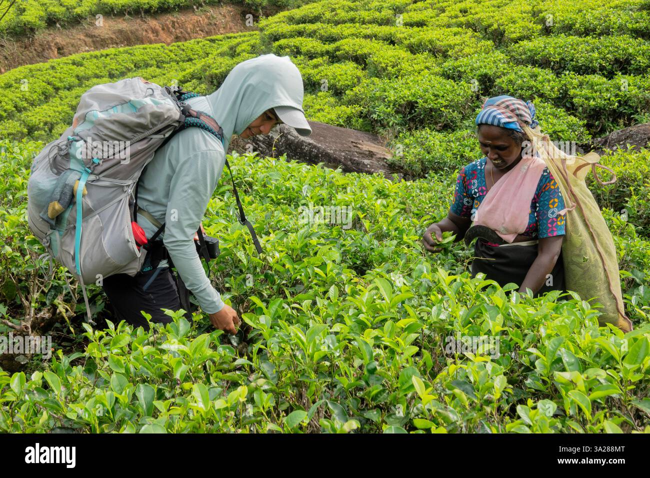 Tamil tea picker in the Norwood Tea Estate, Pekoe Trail, Norwood, Sri ...