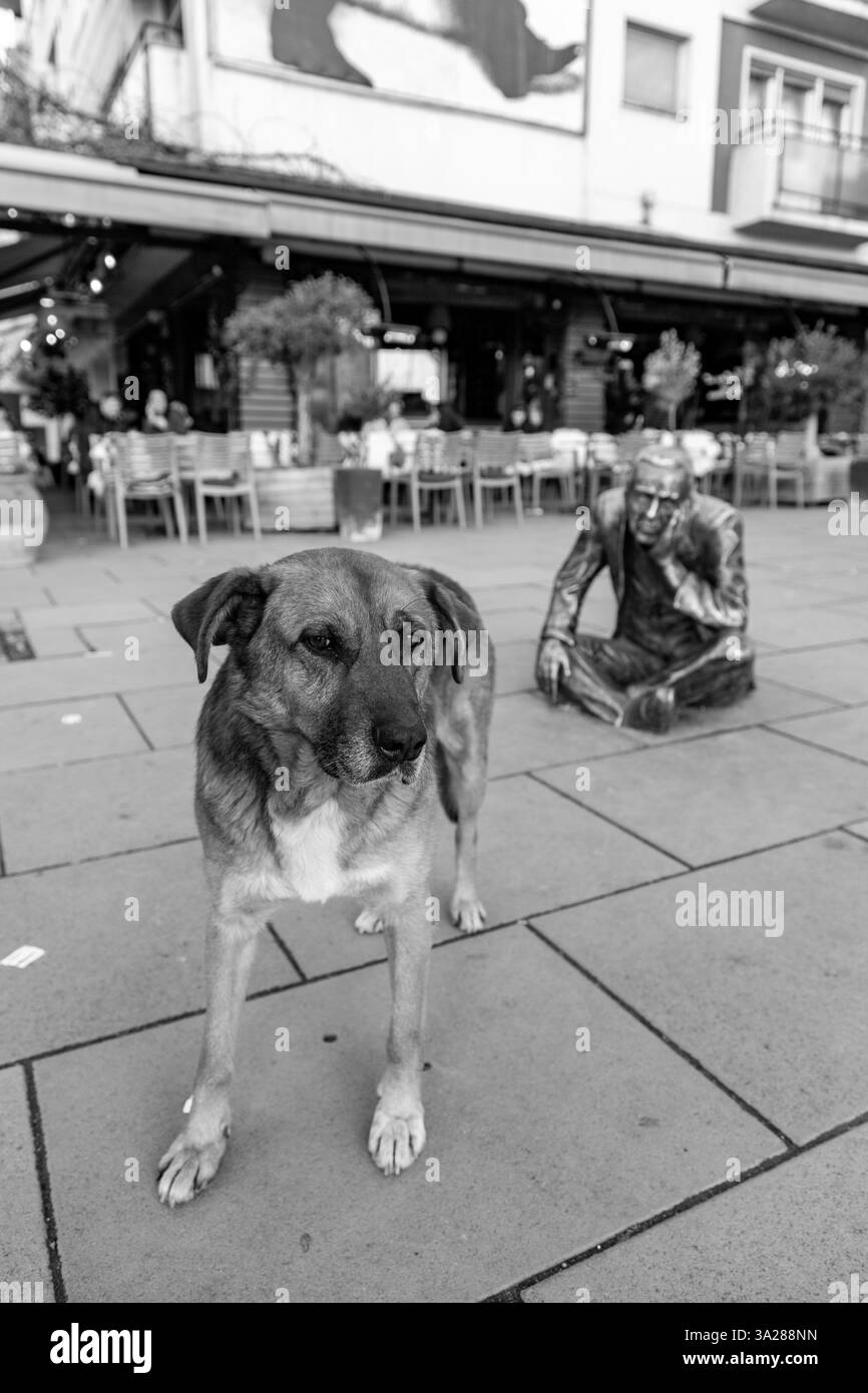 Stray dog roaming around on Mother Teresa Boulevard in the center of ...