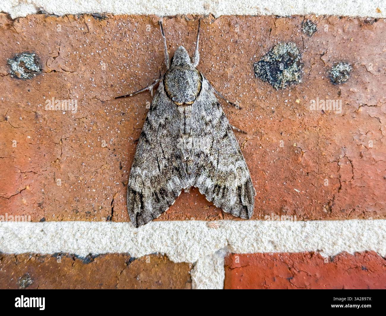 Photograph of a large grey moth resting on a textured red brick wall ...