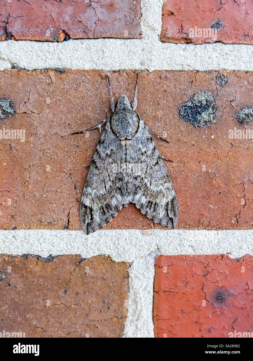 Photograph of a large grey moth resting on a textured red brick wall ...